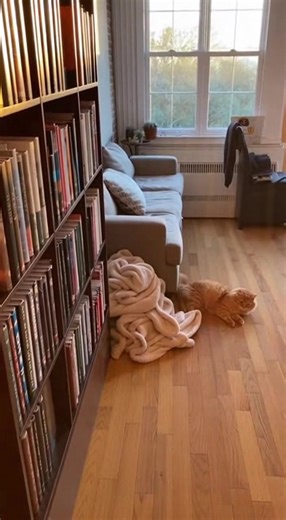 1K views | bro really tried to parkour and the physics engine just gave up. the windows error sound at the end is sending me  on a scale of 1-10 how many brain cells were used for this jump? be honest  the chaotic orange cat energy is real, almost as clumsy as a golden retriever puppy here in newfoundland. #hertinyzoo #orangecat #funnyanimals #catfail #us | Her Daily Zoo | Facebook