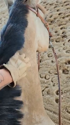 Friendly reminder 🩵 | Blue Pine Quarter Horses