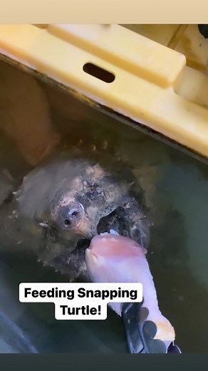 Wildlife Educator | Animal YouTuber on Instagram: "Feeding An Alligator Snapping Turtle vs Common Snapping Turtle!!! 😱"