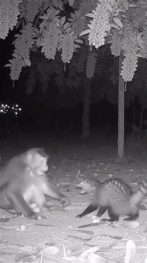 Monkey–Capybara Tension Exploding Now? #viralreels #wildlifeentertainment #animals #shortsviral