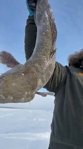 382K views · 12K reactions | Burbot fish soup | Pandasakha | Facebook