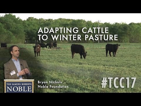 Adapting Stocker Cattle to Wheat Pasture