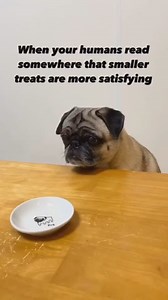 1.1M views · 18K reactions | ❤️ credit:@puginstafl #pug #pugs #pugsofinstagram #puglife #puglove #pugstagram #pugsnotdrugs #pugpuppy #pugnation #pugworld #pugoftheday #puglover #puglovers #pugbasement #pugetsound #pugsofig #puggy #pugslife #pugloversclub #enhancepetdogs | Enhanced Pet Products | Facebook