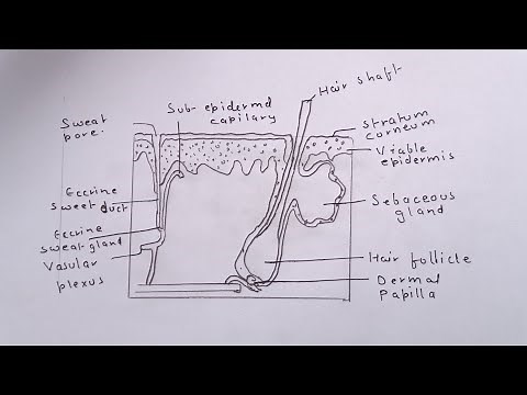 how to draw the diagram of human skin easily