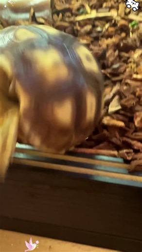 Animals stole my food 😂😂#funny #food #animals #cat #money