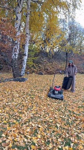 2.2K views · 32 reactions | Leaves and pine needles are falling — and...