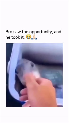 Memes & Reels ❕ on Instagram: "When someone spots an opportunity and jumps on it instantly, the brain’s reward and motivation circuits light up. The dopamine system spikes as soon as the brain detects a potential gain, while the prefrontal cortex quickly calculates risk vs. reward—even in a split second. Interestingly, humans are wired for opportunistic thinking because spotting and acting on chances was crucial for survival. That’s why seeing someone grab a moment decisively feels satisfying, i