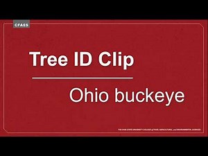 Tree ID Clip: Ohio buckeye