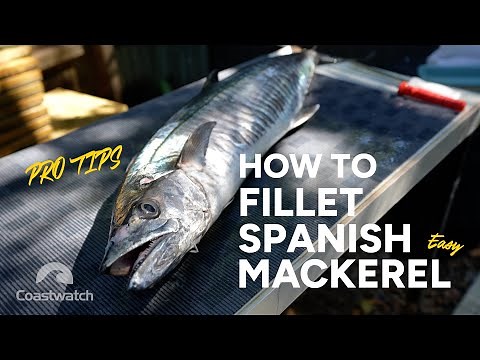How to Fillet Spanish Mackerel - FAST and EASY