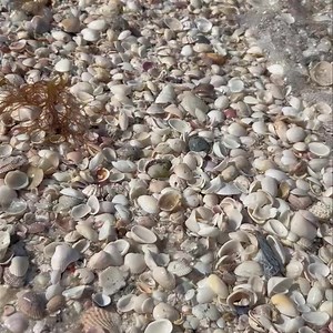 🛑 🐚 this is not a drill! 🐚🛑 Sanibel Shell Show starts tomorrow 🐚💃🏽 #sanibel #sanibelshellshow #myfortmyers #letsgo | Seashells & Salty Air