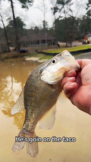 85K views · 2.4K reactions | You can deep fry fish with just a dry rub (catch clean cook) #cooking #fishing #outdoors #easyrecipe #cheapprice #seafoodlover | Wade Fishez | Facebook