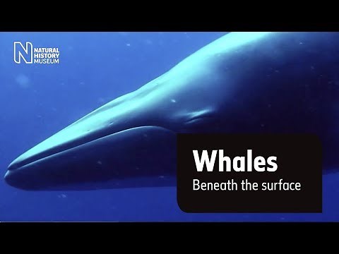What can we learn from whales' earplugs? | Natural History Museum