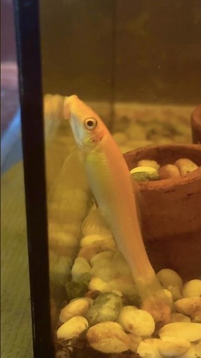 My Tank Cleaner have one everything is clean!