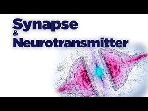 Synapse | Neurotransmitter | Presynaptic neuron | Postsynaptic Neuron | Action Potential