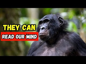 Bonobos Know When You’re Clueless: Their Theory of Mind Explained 🧠🐒