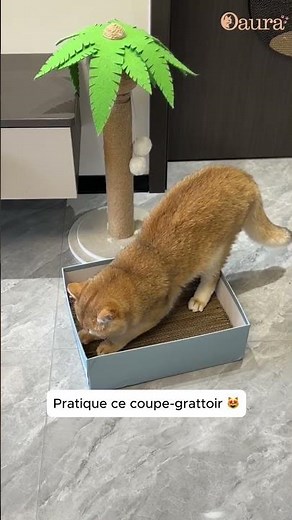 Coupe carton pour chat