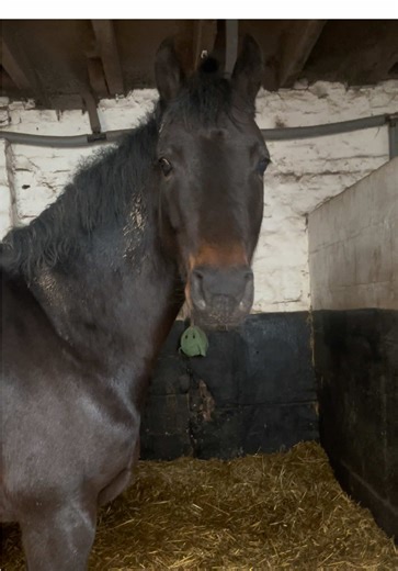 Snow Day Equestrian Adventures with Finn the Pony