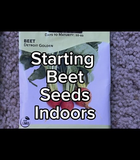 Easy indoor beet seed starting tutorial! #seedstarting #garden #gardening #gardener #gardeninglife #gardensoftiktok #canning #foodpreservation #growing #growingfood #selfsufficiency #homestead #suburbanhomestead #canningforbegginers #homesteadwithheather #CapCut
