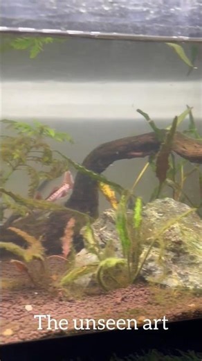 planted aquarium setup?#trending #fish #fishkeepinghobby #aquarium #aquascapegallery #fishtank