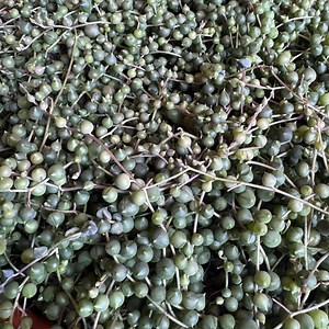 Senecio Rowleyanus 'string of Pearls' Succulent | Well-rooted Succulent Plant - Etsy UK
