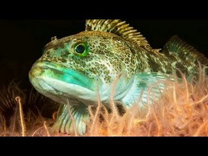 How to Smoke Lingcod in a Treager smoker