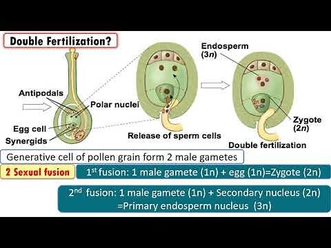 Plant Reproduction in Angiosperms. Double Fertilization and its Advantages