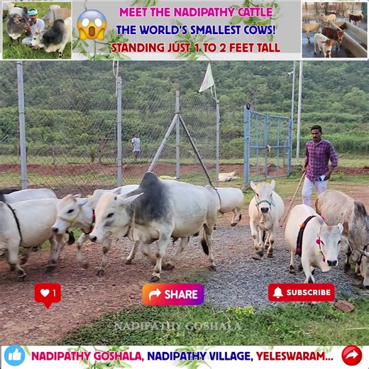 Meet the Nadipathy Cattle: The World's Smallest Cows! Standing just 1 to 2 feet tall (that's small dog size!), they're calm, friendly, and fit virtually anywhere. Apartment living? Check. Road trip buddy? They ride in the car! Bedtime companion? They sleep right under your bed. Big charm in a tiny package! 📍 Nadipathy Goshala, Lingamparthy, Konda Thimmapuram Road, Yeleswaram Mandal, Kakinada District, Andhra Pradesh, India - 533429 🌐 Website: minicows.co.in 📞 Contact: 91 8885011320 | Hindi: 9