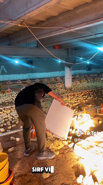 Understanding Factors Affecting Poultry Farm Management