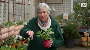 FAQs - Dog-repelling plant | Uneven hedges | Wetting agents - Gardening Australia