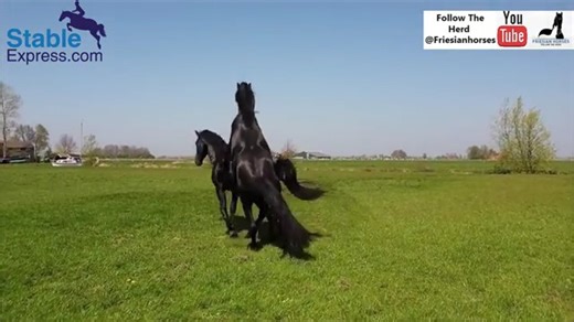 6.5K views · 111 reactions | Friesian stallions meet each other for the first time in the field, how will they get on? #fblifestyle | Stable Express | Facebook