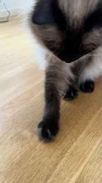 Curious Cat Chasing a Tiny Beetle