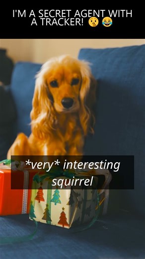 Your Dog Has a SECRET Tracking Device! 🤫 #shorts #viral