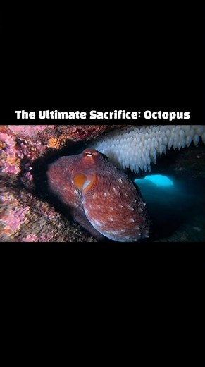 The Weight of Sacrifice: Nature's Greatest Love Stories