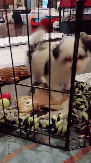 Bandit baby 🥺🥺 #puppylove #puppy #lovehimsomuch #newpuppycheck #puppytiktok