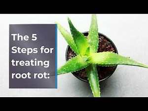 Aloe Vera Root Rot
