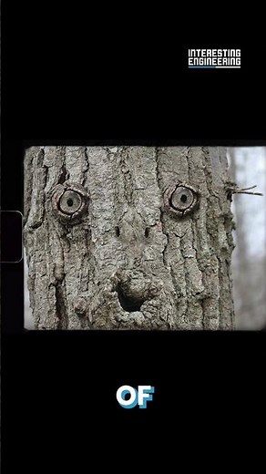 The Amazing Reason We See Faces in Objects: Pareidolia