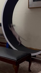 22 reactions · 5 comments | Kitten Sheila loving her new Cazami cat...