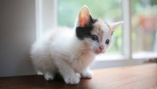 Tortoiseshell vs Calico: Exploring the Unique Traits of Multi-Colored Cats