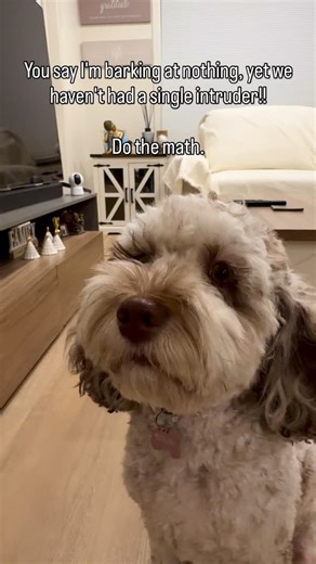Skittles the Fluff - Cockapoo on Instagram: "You say I’m barking at nothing, yet we haven’t had a single intruder.!! Do the math. . . . . #funnydogs #funnydog #puppypower #cockapoo #instadogs"