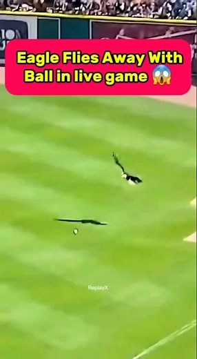 Unreal baseball Moments -A Bald Eagle Just Stole the Baseball During a LIVE MLB Game!
