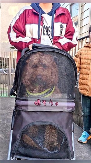 カートが不服な犬#cockapoo #shorts #通院