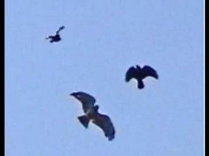 Bird Wars 1 Hawk vs. 5 Crows