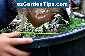 Hvordan å gjødsle kirsebærtre 🌱 Tips Gartnere - No.ezGardenTips.com