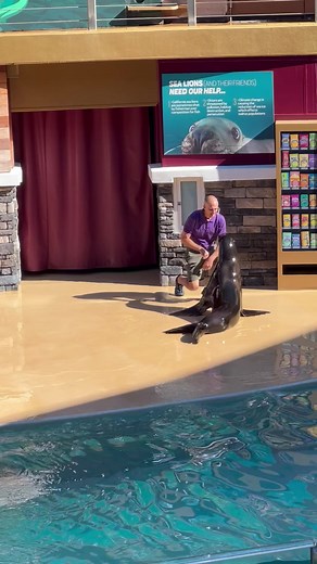 How do you measure Sea Lion #huge #cool #HighFive | FunnyWild Advntures