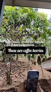 How Coffee Powder is Made in India|Inside a Coffee Factory – You Won’t Believe the Process! #coffee