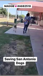 📣UPDATE: Transferred to SAPA KENNELS👇🏼 💥Will be “safe from EUTHANASIA” per SAPA, but MAY still be in need of placement (adoption, rescue or foster). 💕Please contact SAPA (San Antonio Pets Alive) for more information if interested: placement@sanantoniopetsalive.org ➖➖➖➖➖➖➖➖➖ 🔹 SAN ANTONIO, TX 🔹 📣‼️ SCHEDULED TO BE KILLED (on the EUTHANASIA LIST) TUESDAY 08/08‼️🆘 NEEDS PLACEMENT BY 11:00 AM‼️🆘 😪 👉👉(**Please note we are NOT the shelter, but are a volunteer-run page dedicated to network