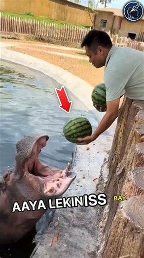 This Man gave one Watermelon to Hippo | But Next day He Brought 2 😱🫡 #respect #shorts #ytshorts