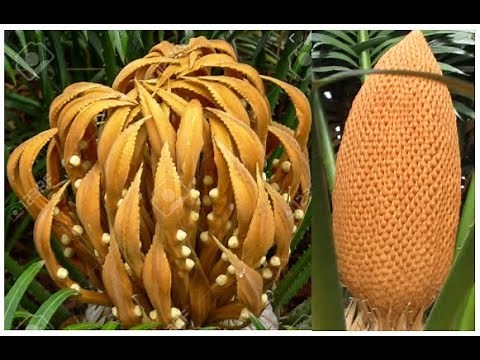Cycas - Reproduction