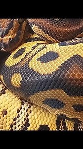 Ball Python Unboxing WOW...