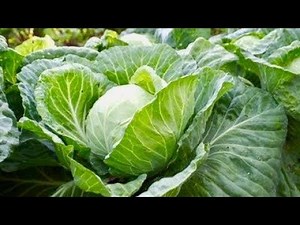 6 Incredible Health Benefits Of Cabbage
